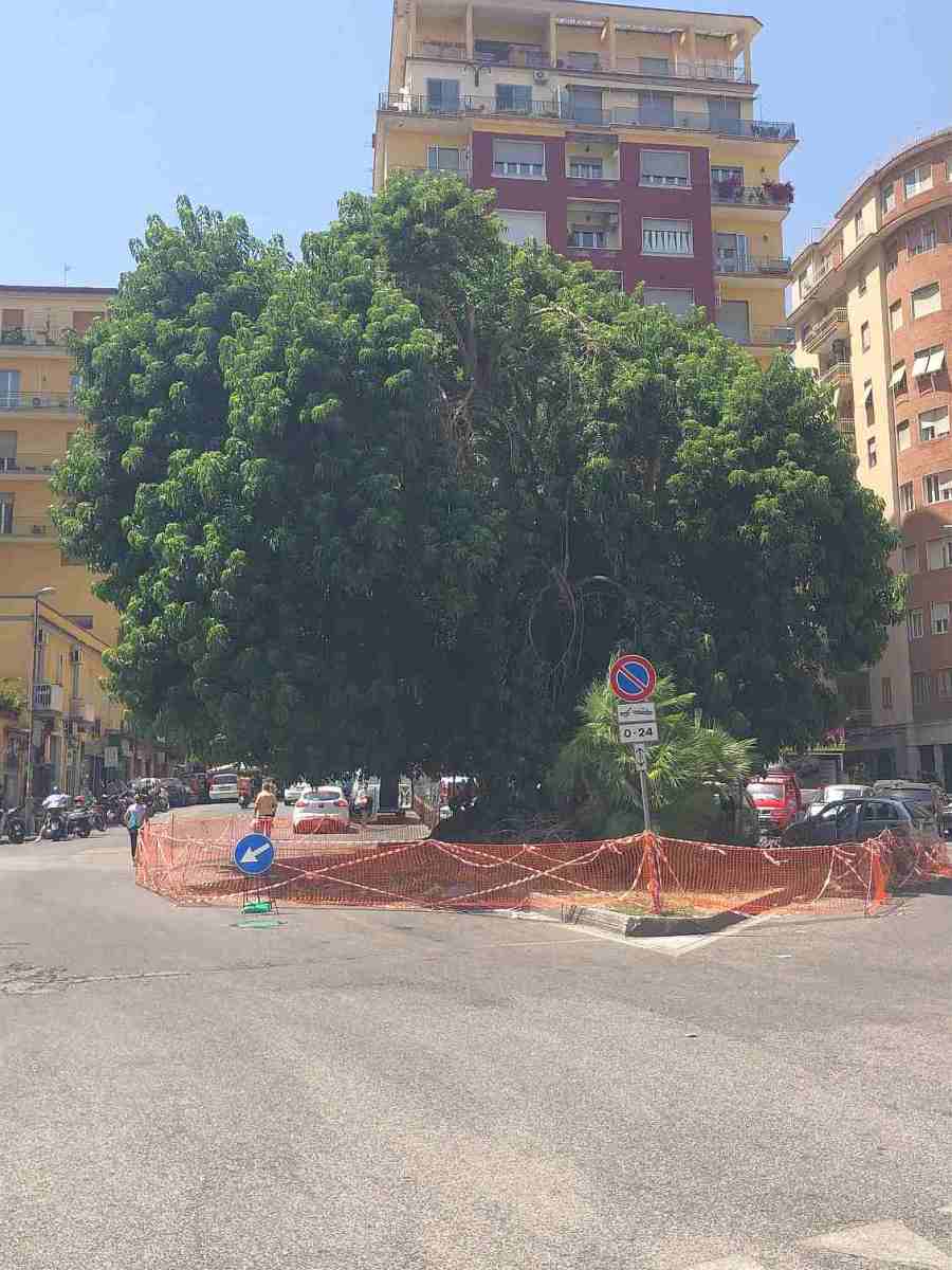 Napoli, piazza degli Artisti: “Salvate la fitolacca!”, appello sui ...