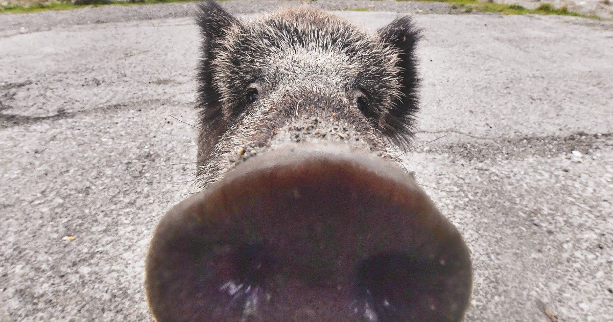 Roma, una vita da cinghiale – infosannio