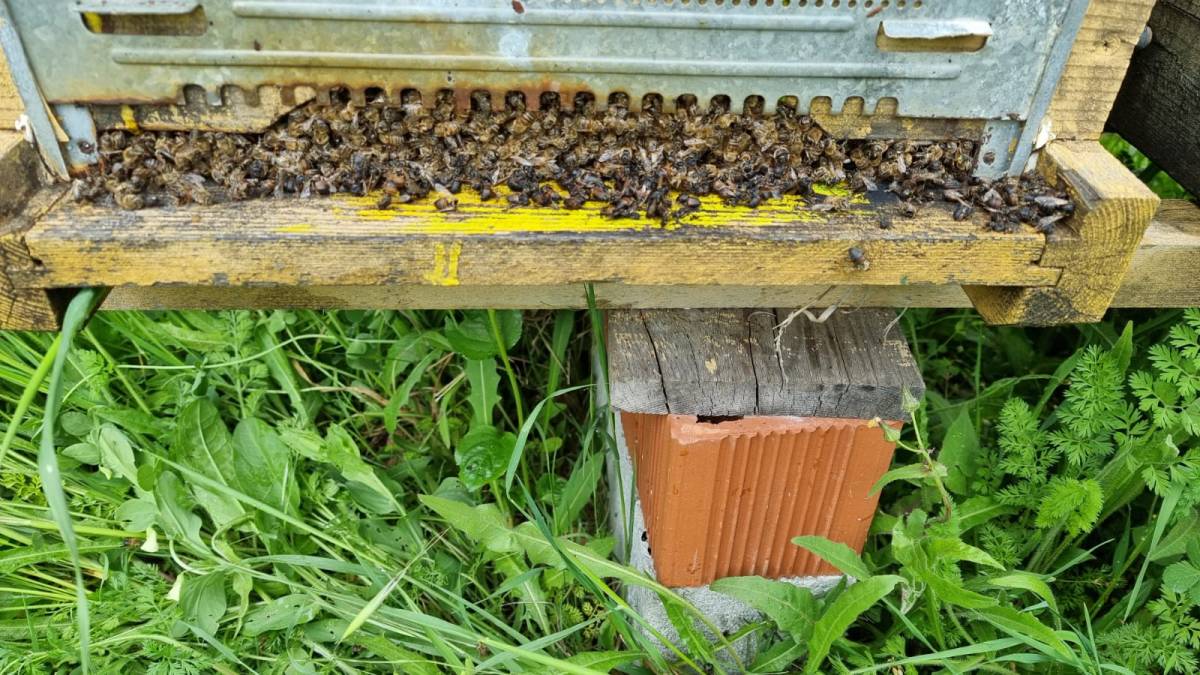 Freddo anomalo, le api muoiono di fame: gli Apicoltori Campani ...