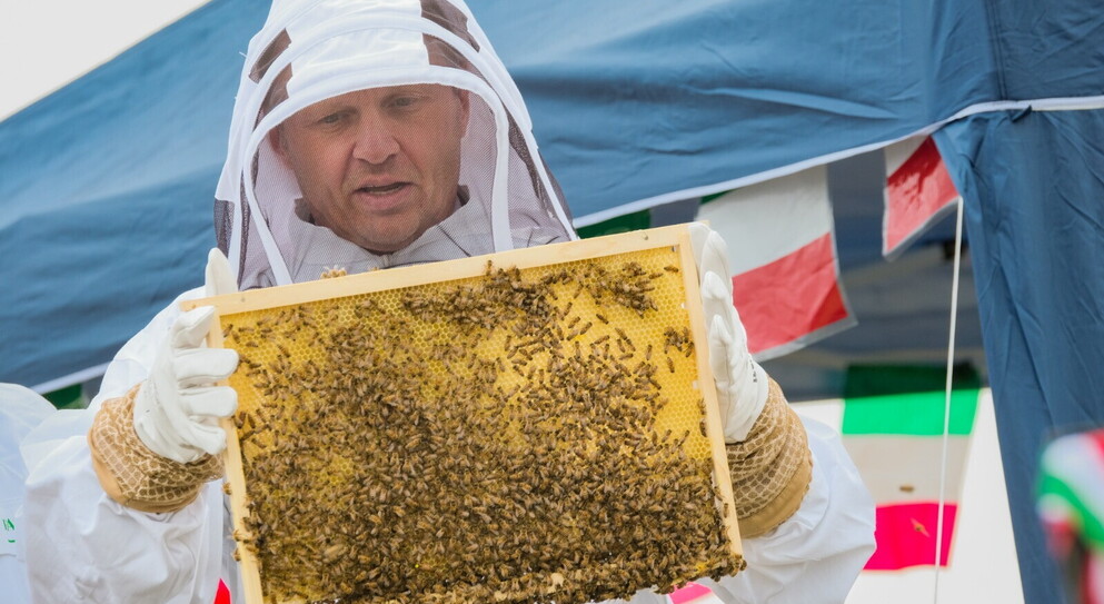 L’alveare di Lollobrigida attaccato da vespe e calabroni – infosannio